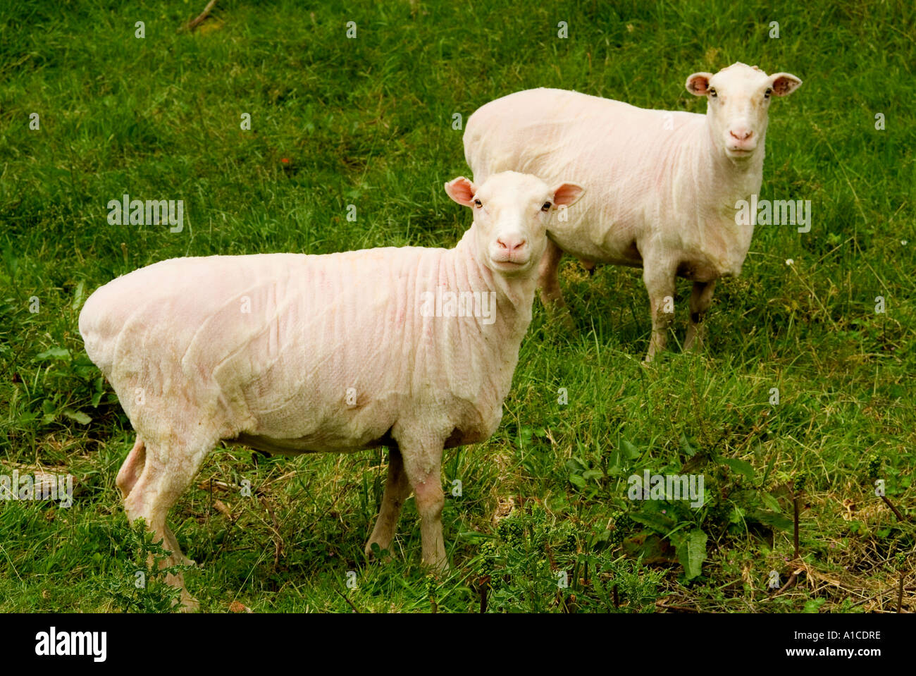 Corriedale sheep hi-res stock photography and images - Alamy