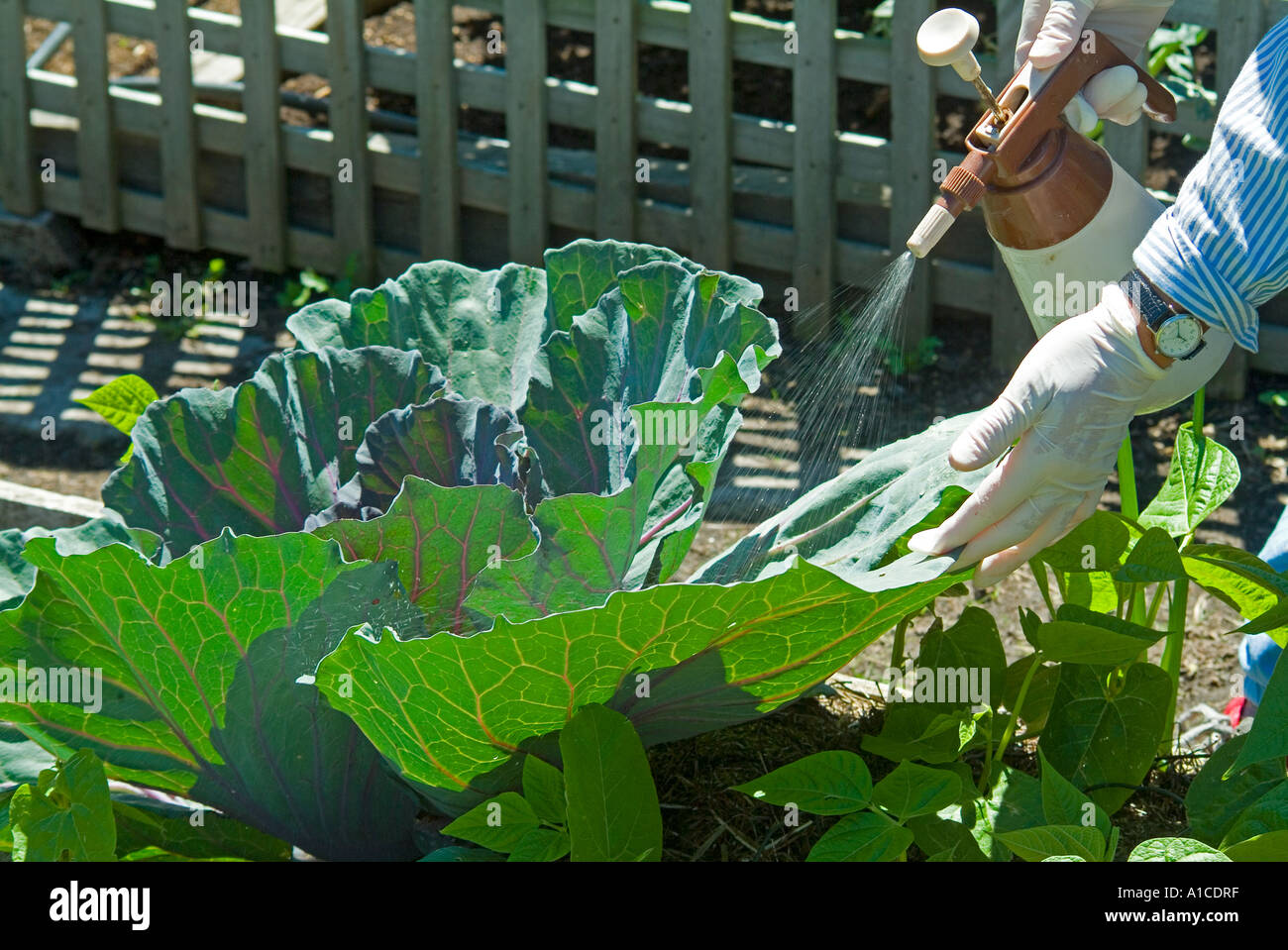 Dipel repellent hi-res stock photography and images - Alamy