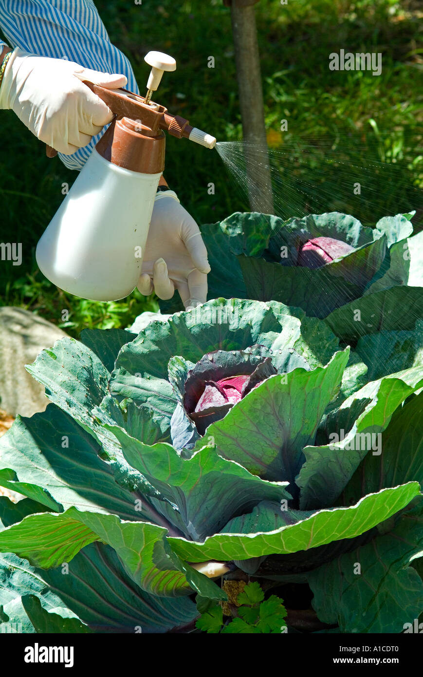 Protecting crops against pests hi-res stock photography and images - Alamy