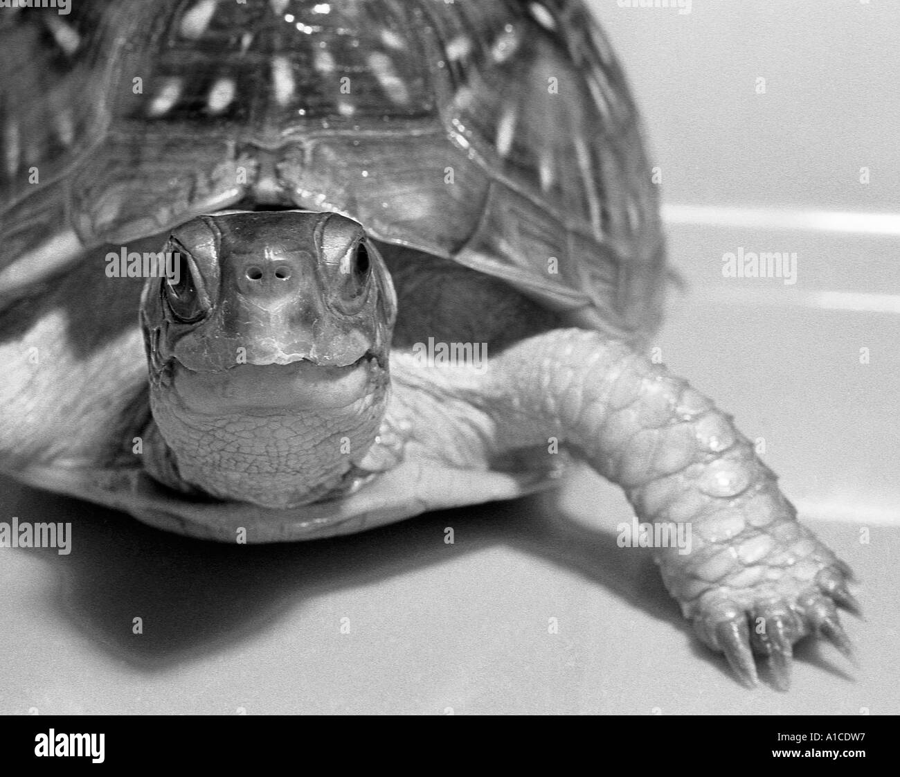 Tortoise life Black and White Stock Photos & Images - Alamy