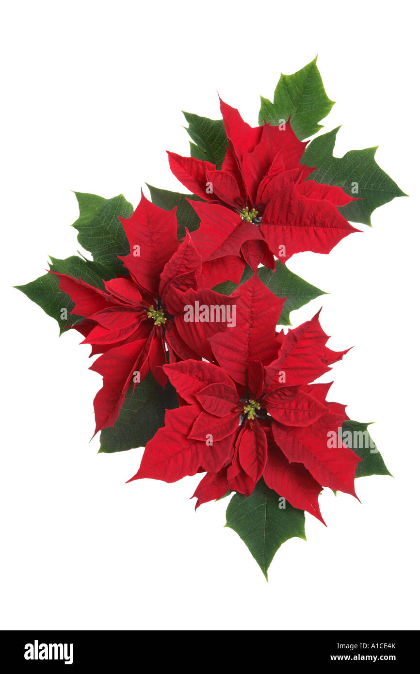 Three poinsettia flowers hi-res stock photography and images - Alamy