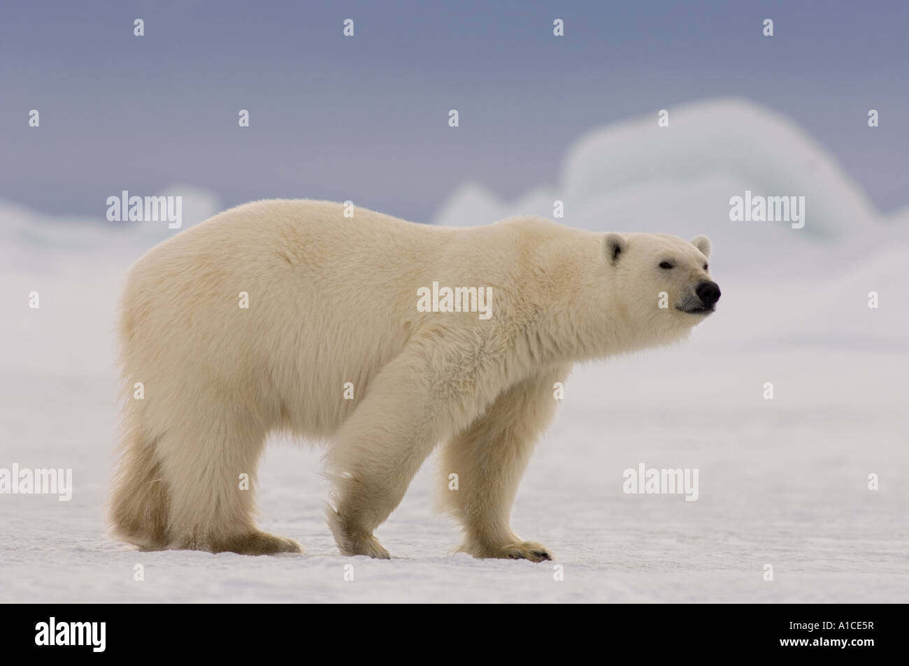 Polar bears hunting in ocean hi-res stock photography and images - Alamy