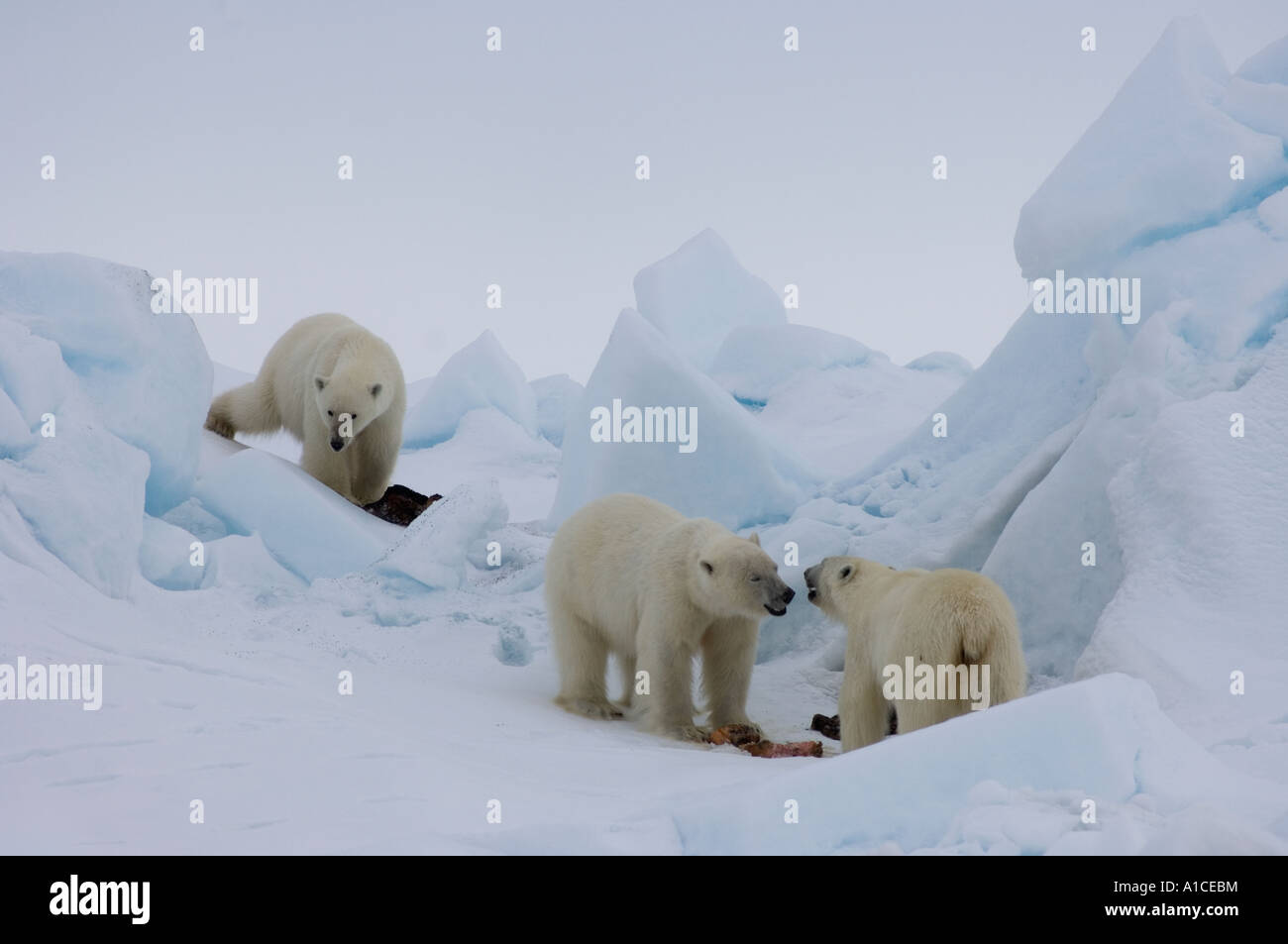 polar bears Ursus maritimus feeding on meat in rough ice on the frozen ...
