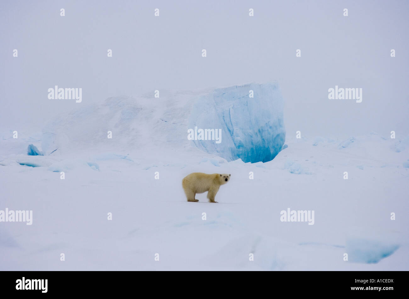polar bear Ursus maritimus in rough ice on the frozen eastern Chukchi ...
