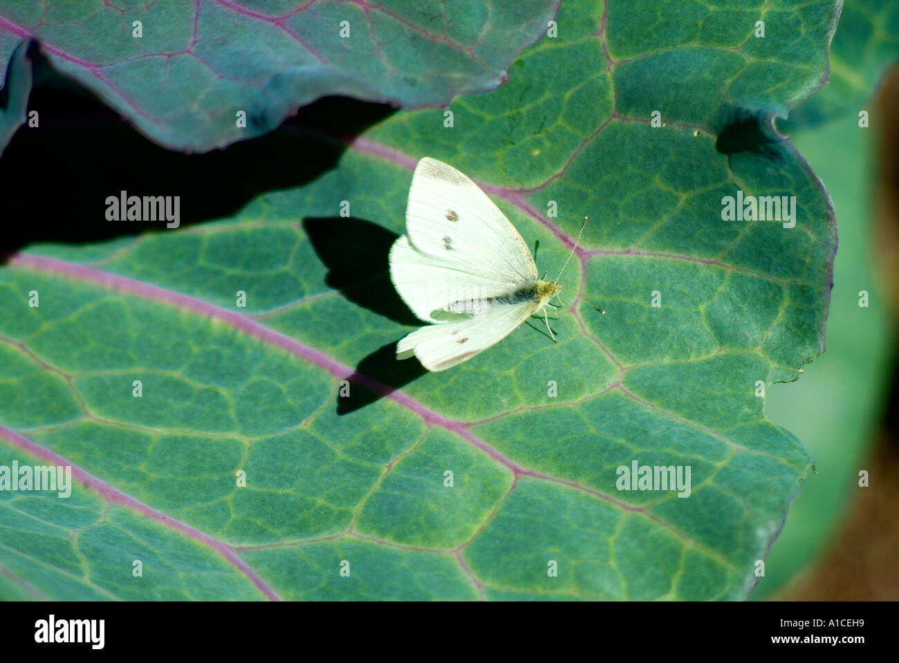 Cabbage moth on the leaves of a red cabbage Stock Photo - Alamy