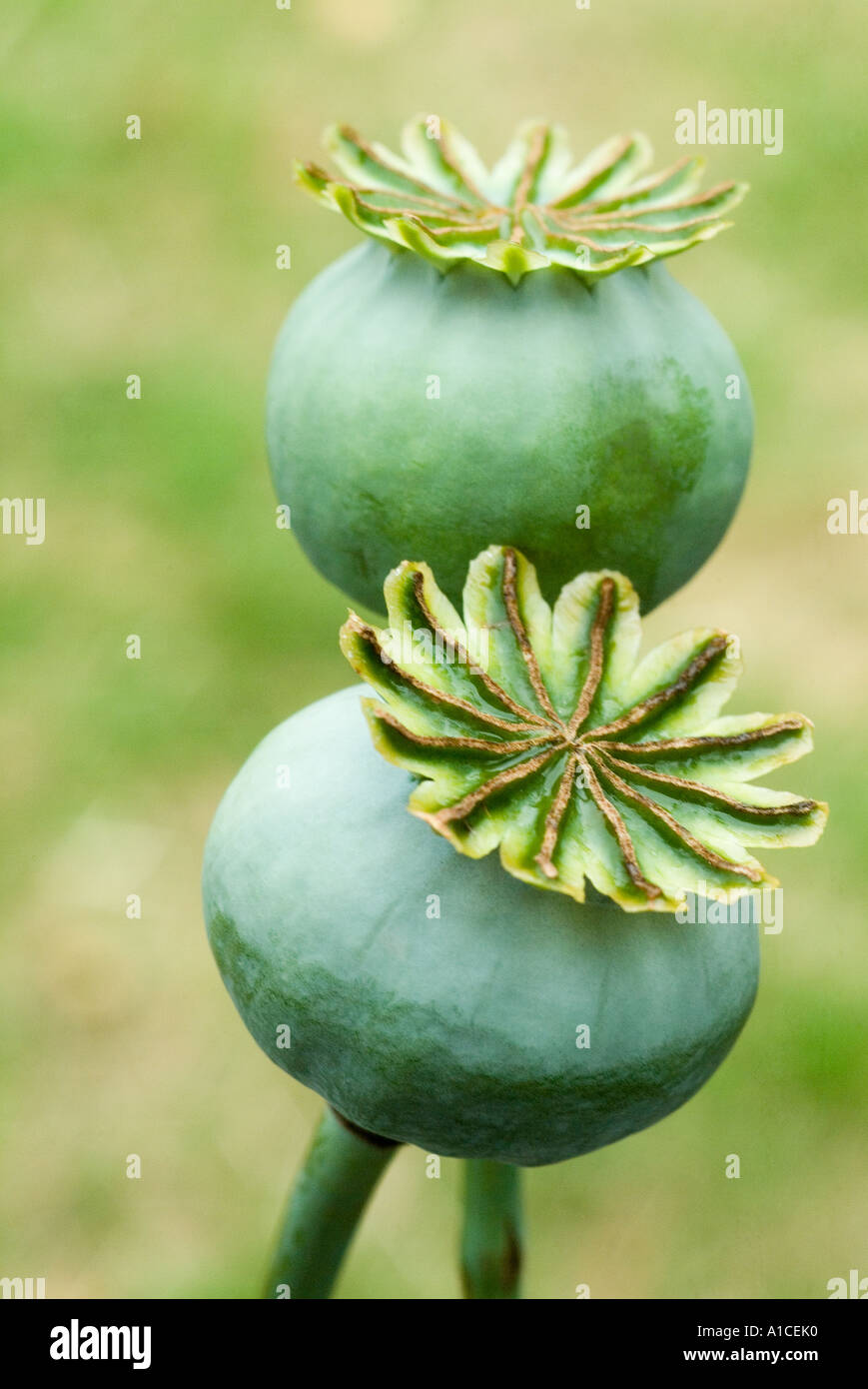 Opium poppy heads Stock Photo - Alamy