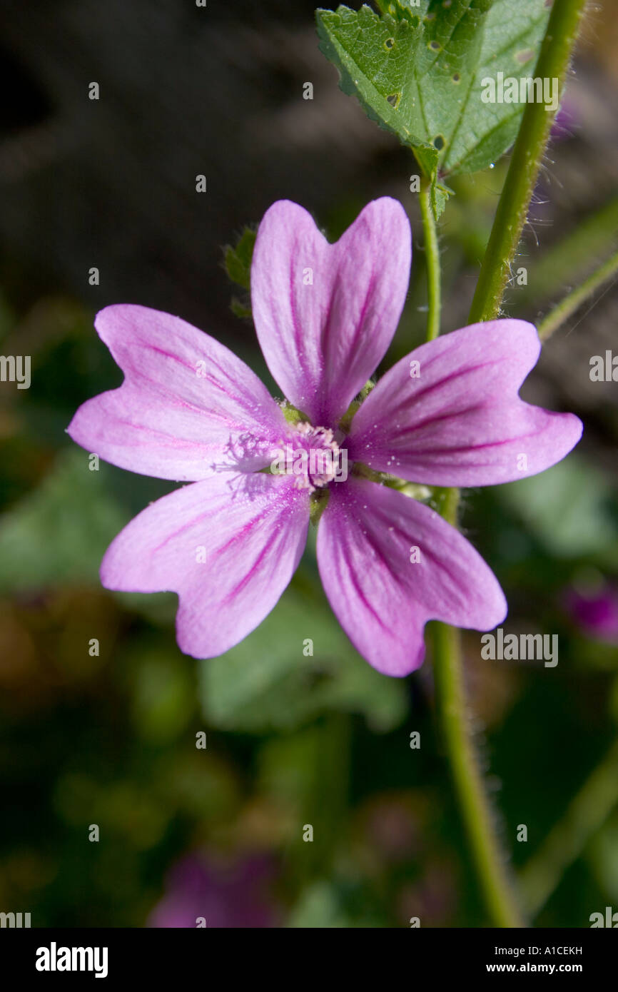 Purple Mallow flower growing wild in the hedgerow Stock Photo - Alamy