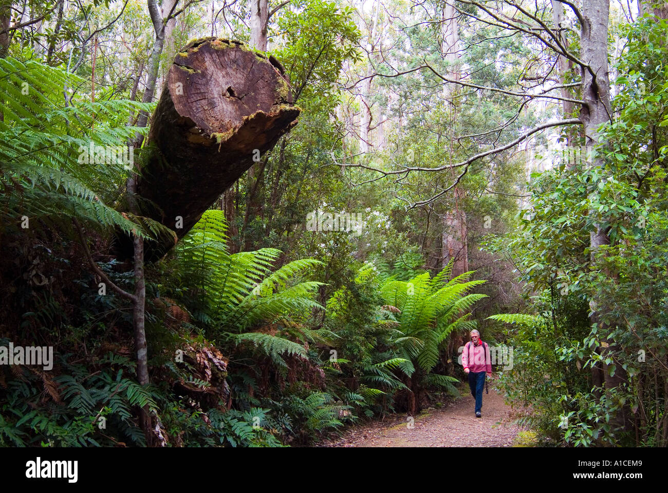 Bushwalking in rainforest on the Pipeline Track on kunanyi/Mount ...