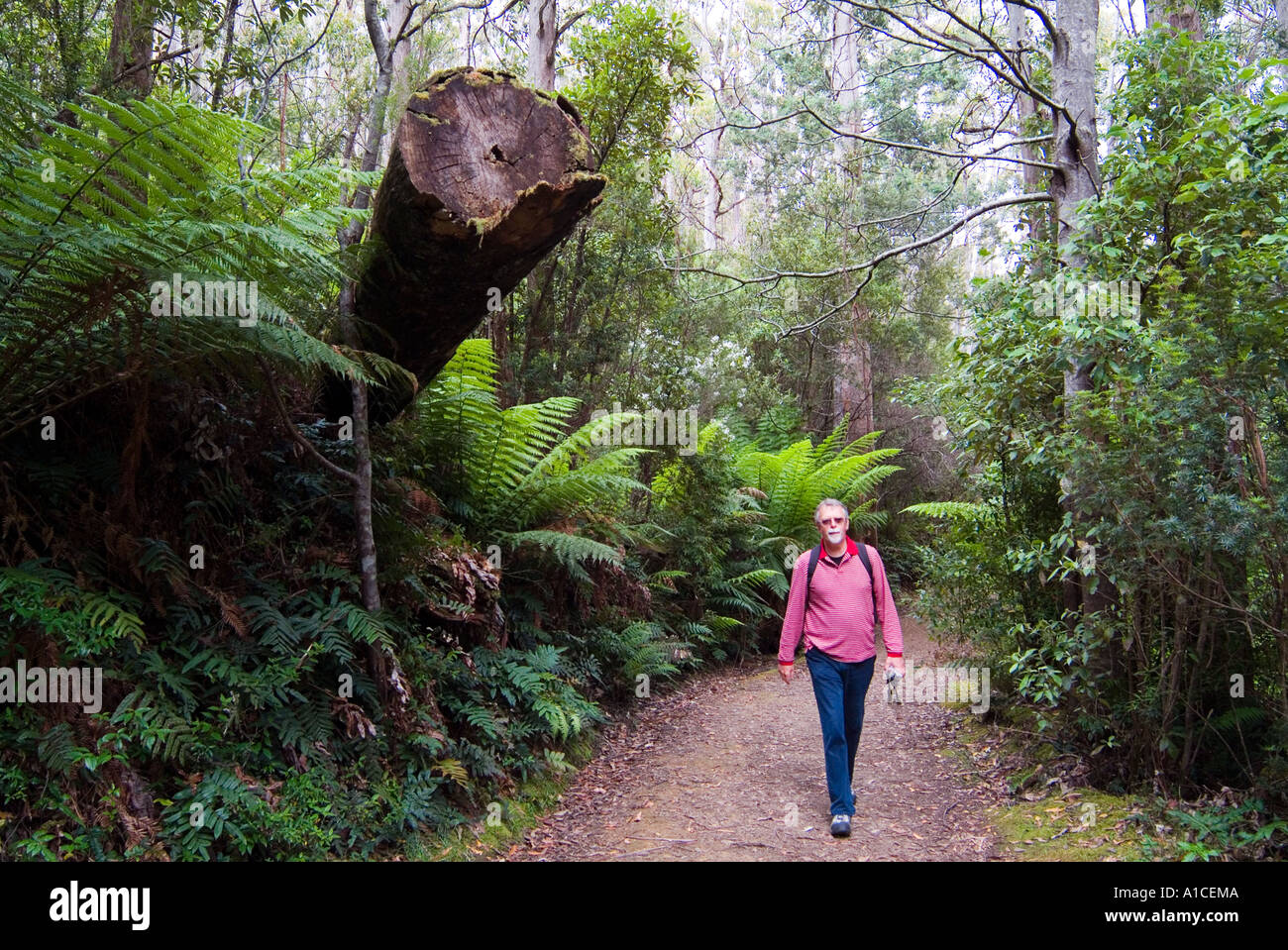 Rainforest walking tracks hi-res stock photography and images - Alamy