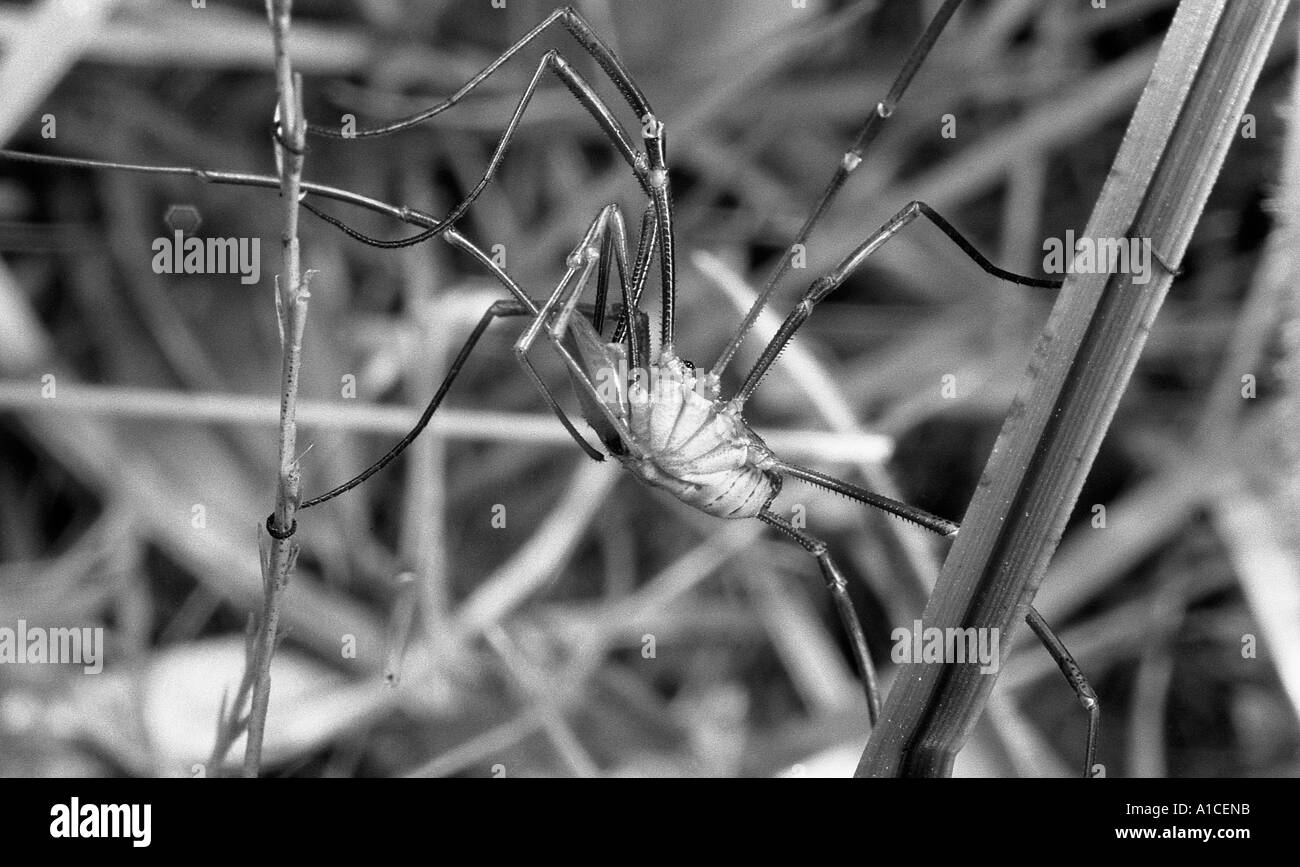 Black harvestman spider hi-res stock photography and images - Alamy