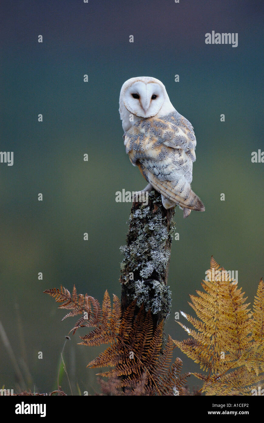 Owl turned head hi-res stock photography and images - Alamy