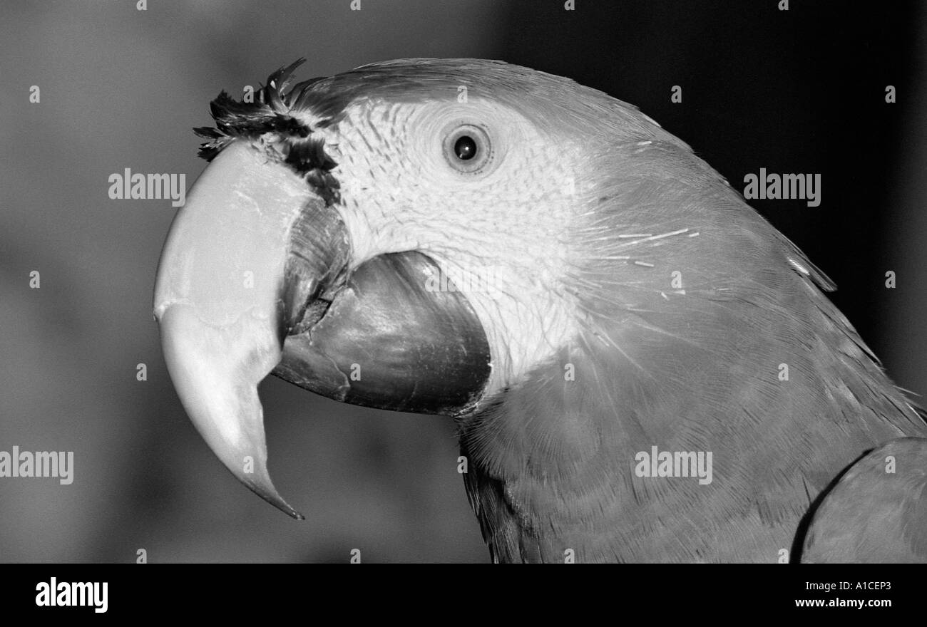 Head shot of Macaw Parrot Stock Photo - Alamy