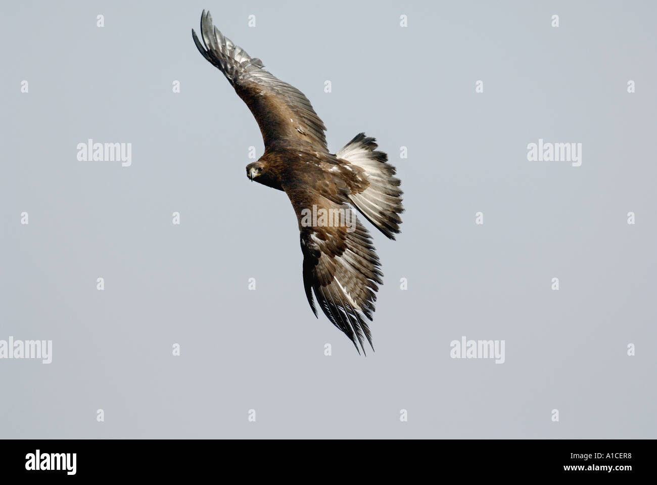 flying golden eagle highlands scotland april Stock Photo - Alamy