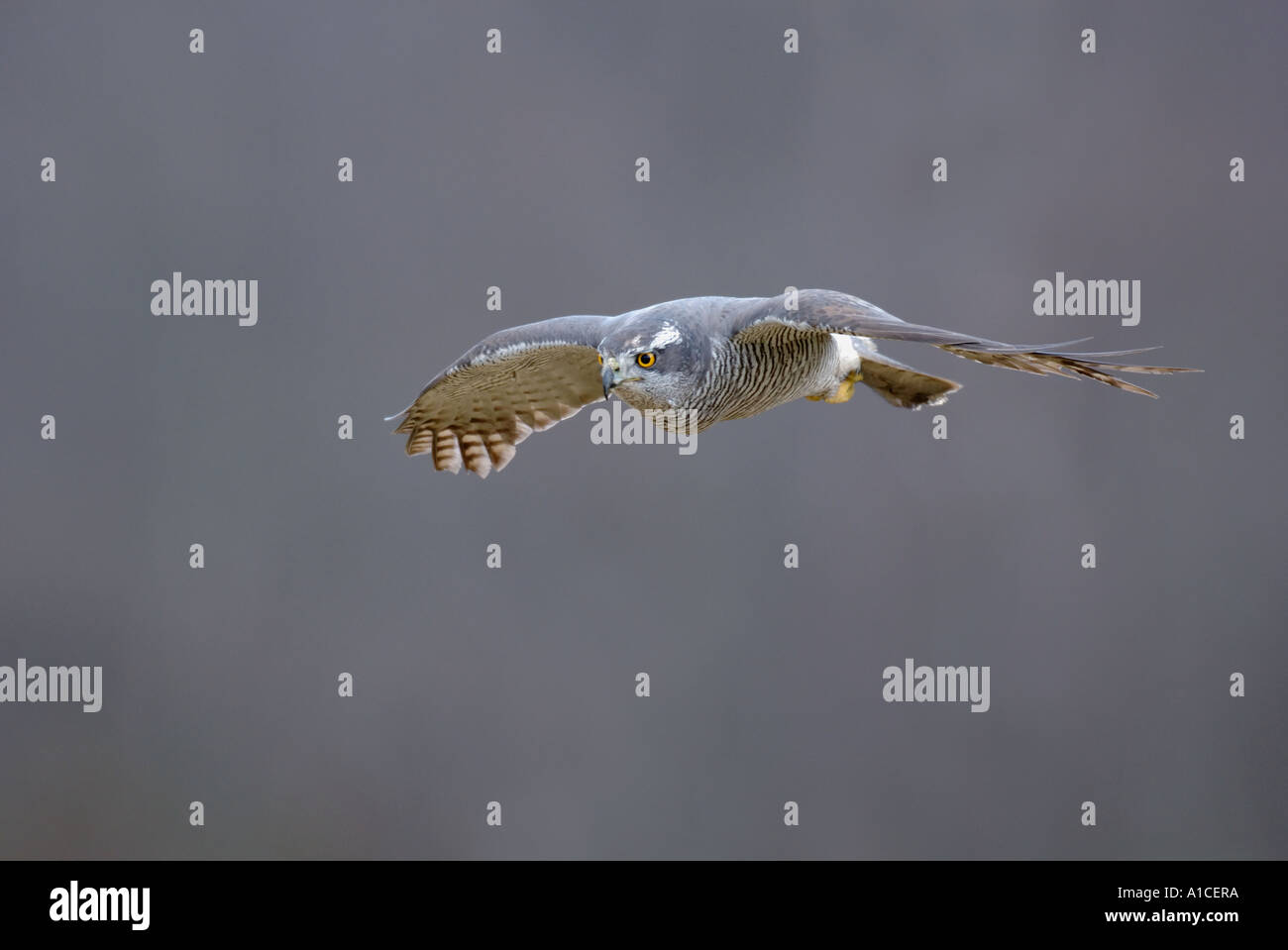 goshawk in flight highlands scotland Stock Photo - Alamy