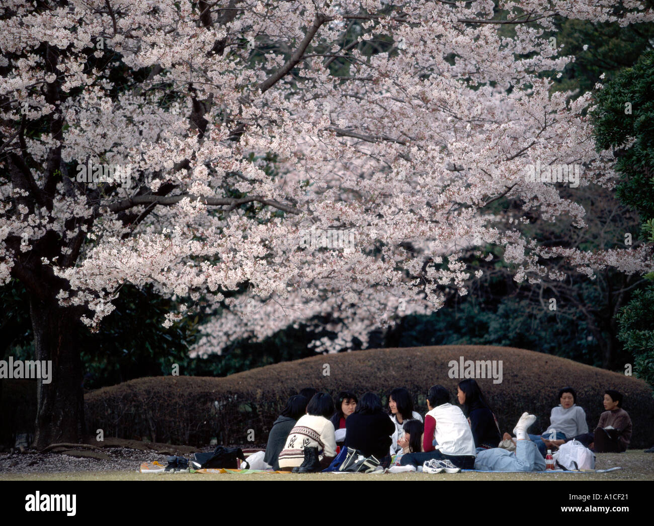 Sakura in Higashi Gyoen Stock Photo - Alamy