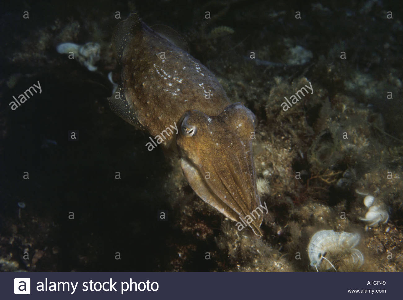 Southern France Seafood Stock Photos & Southern France Seafood Stock ...