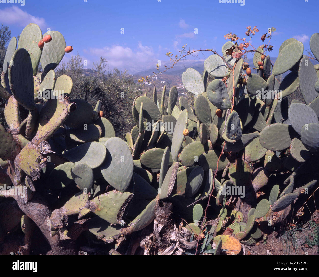 Prickly pear cacti growing on mountainside High Alpujarras Andalucia ...