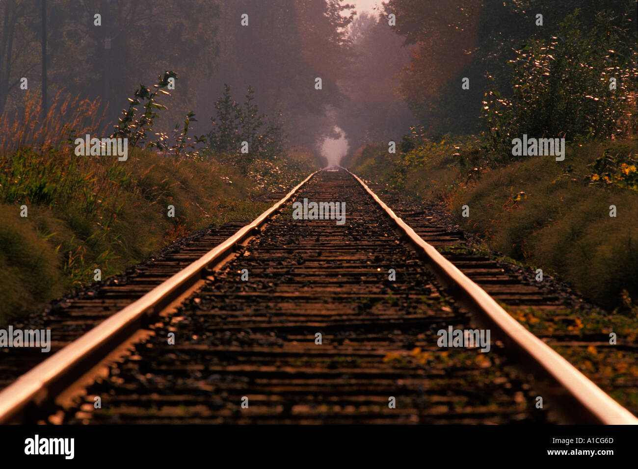 A rural railroad track stretches through a forest Stock Photo - Alamy