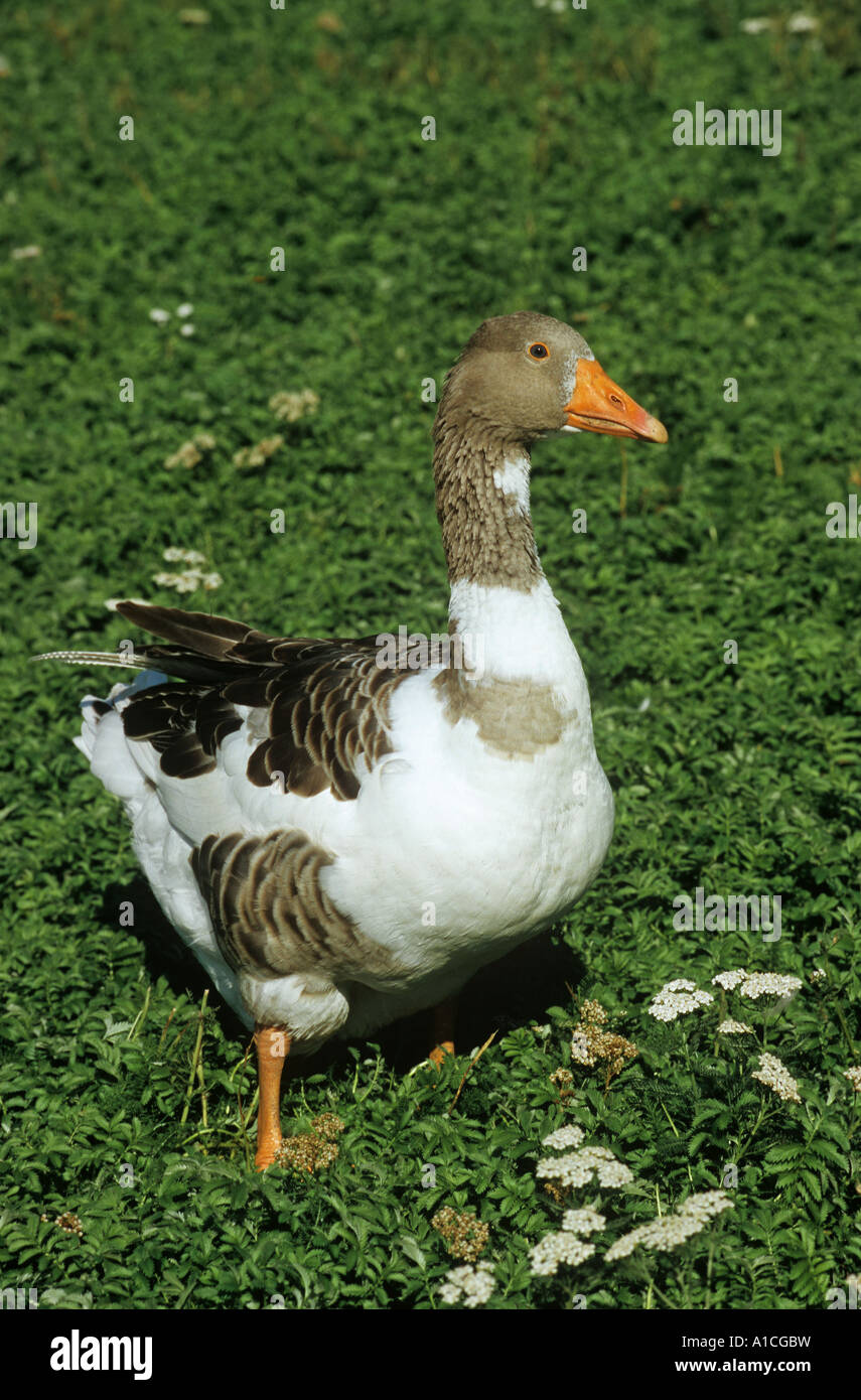 Pomeranian goose - on meadow Stock Photo - Alamy
