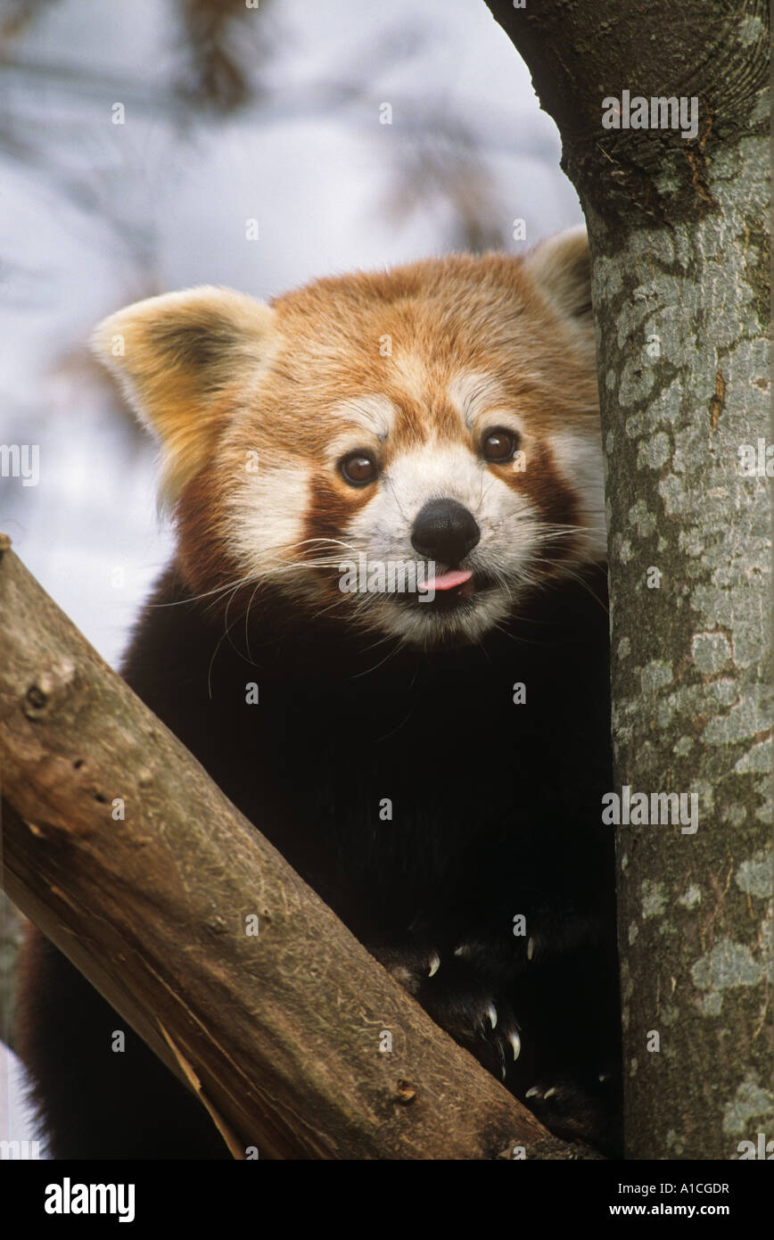 lesser panda in tree / Ailurus fulgens Stock Photo - Alamy