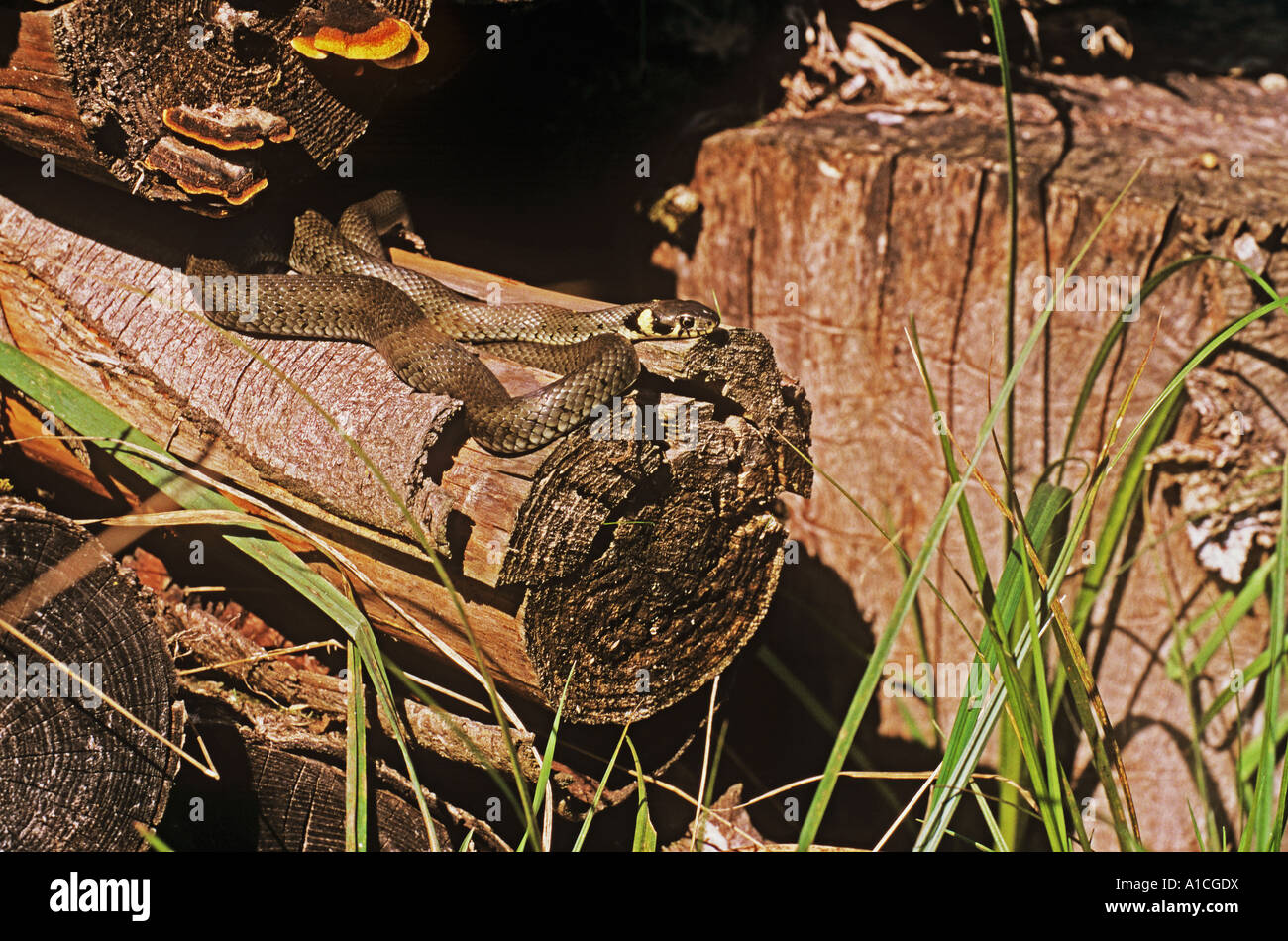 grass snake on tree trunk / Natrix natrix Stock Photo - Alamy