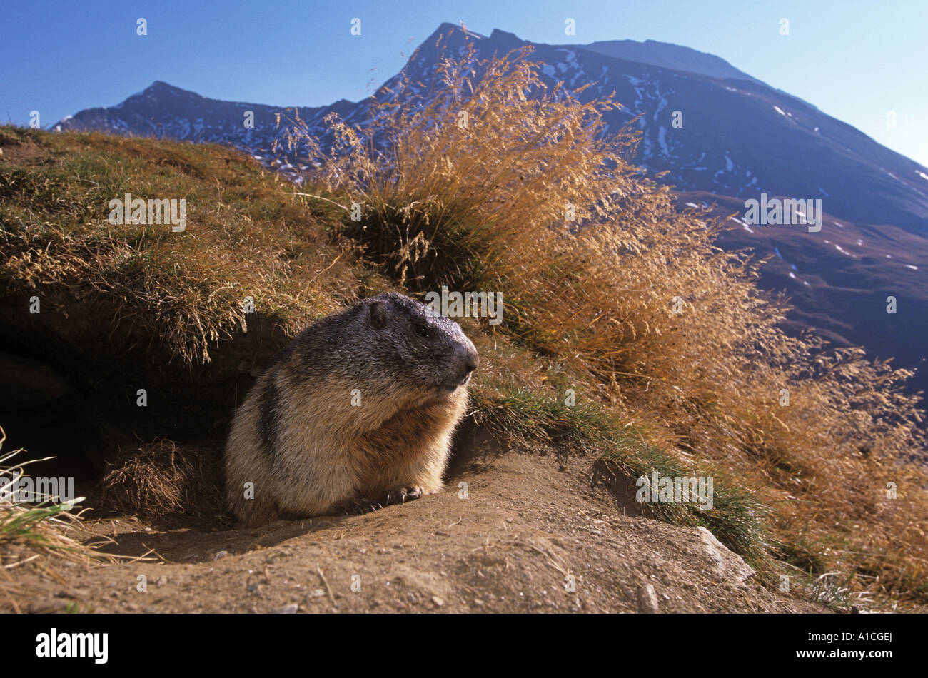 marmot at den / Marmota Stock Photo - Alamy