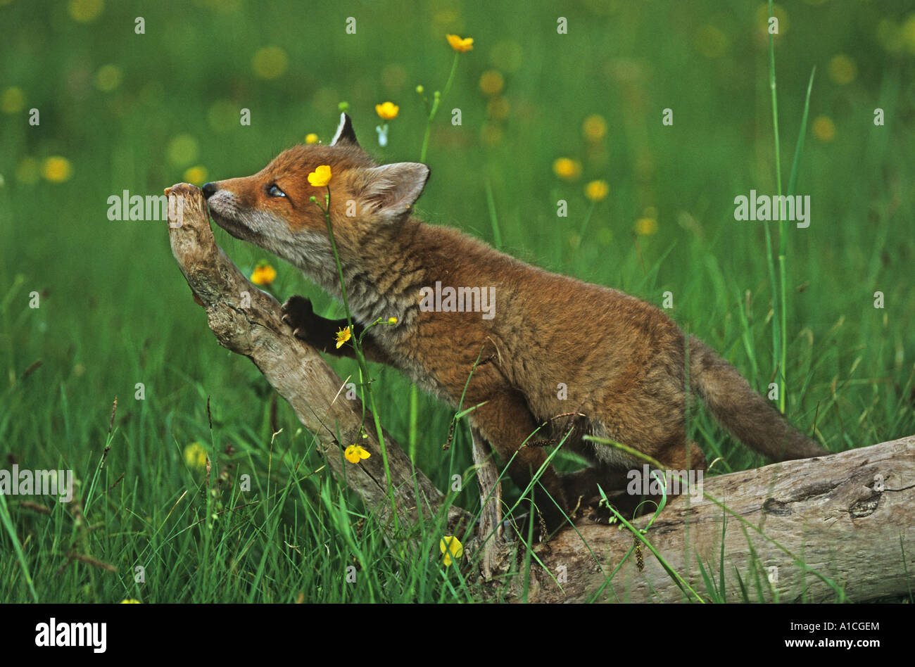 young red fox - at tree trunk / Vulpes vulpes Stock Photo - Alamy