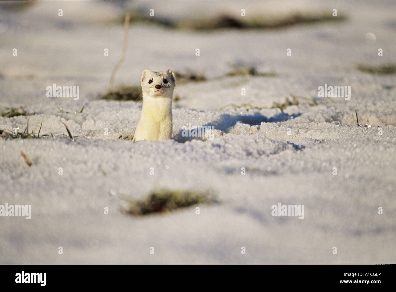 Stoat in snow hi-res stock photography and images - Alamy