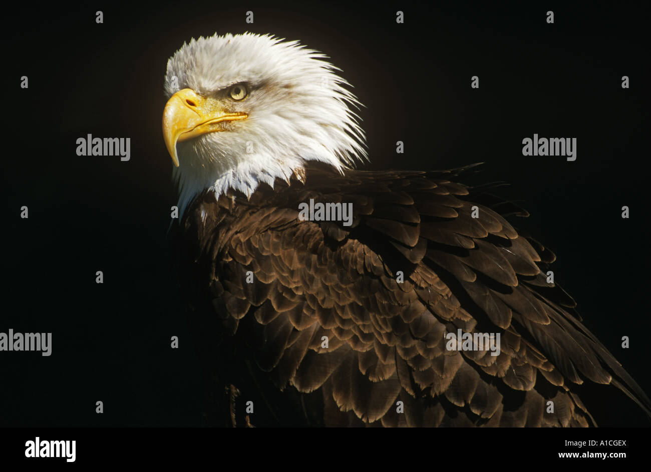 Bald eagle cut out hi-res stock photography and images - Alamy Bald eagle cut out hi-res stock photography and images - Alamy