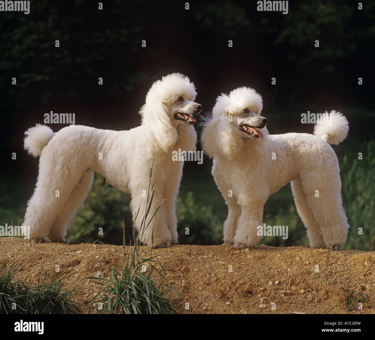 White standard hi-res stock photography and images - Alamy