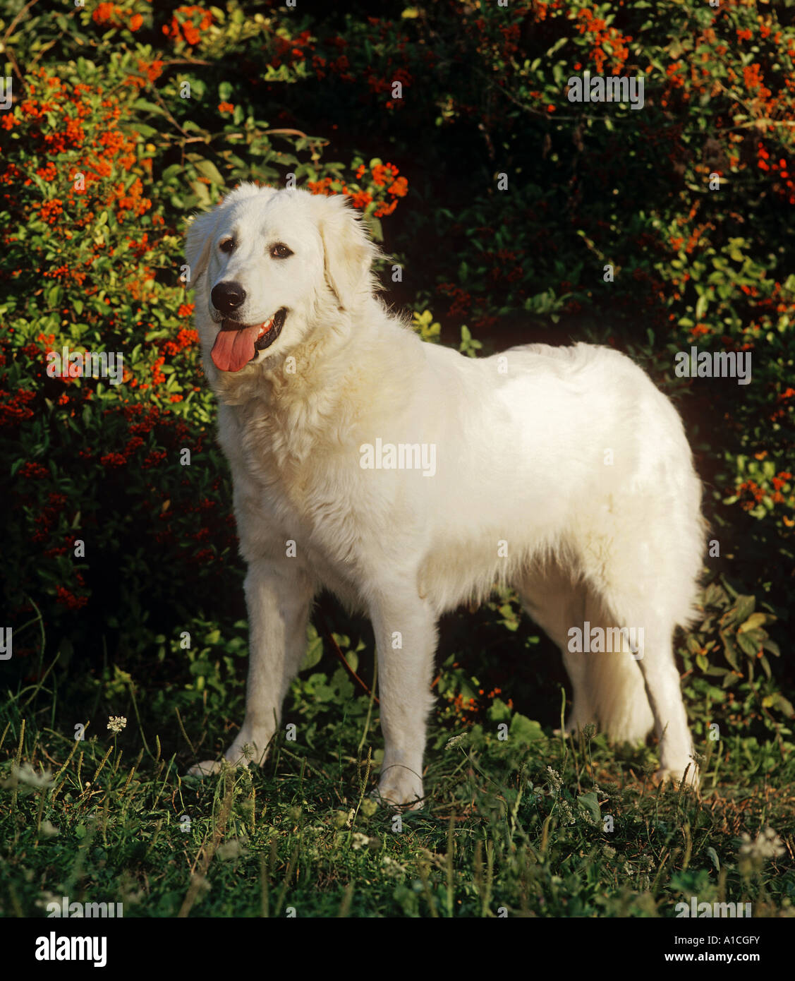 Dog of fire hi-res stock photography and images - Alamy