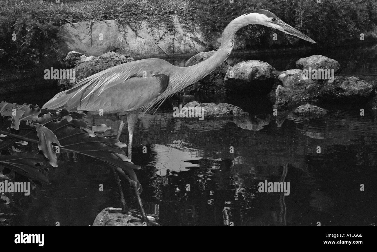 Heron in water great Black and White Stock Photos & Images - Alamy