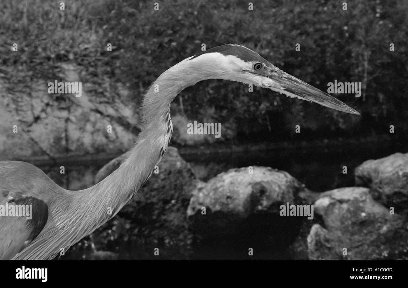Heron in water great Black and White Stock Photos & Images - Alamy