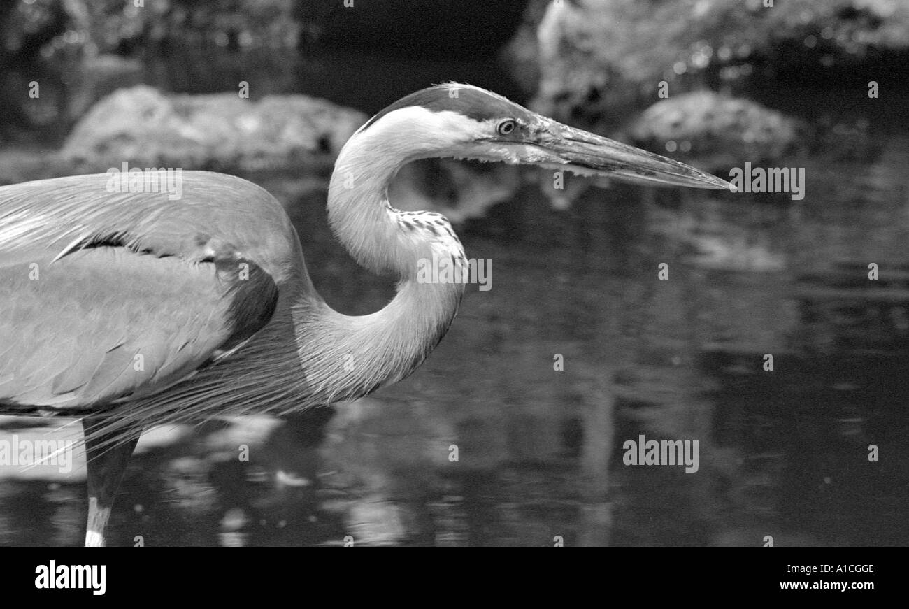 Heron in water great Black and White Stock Photos & Images - Alamy