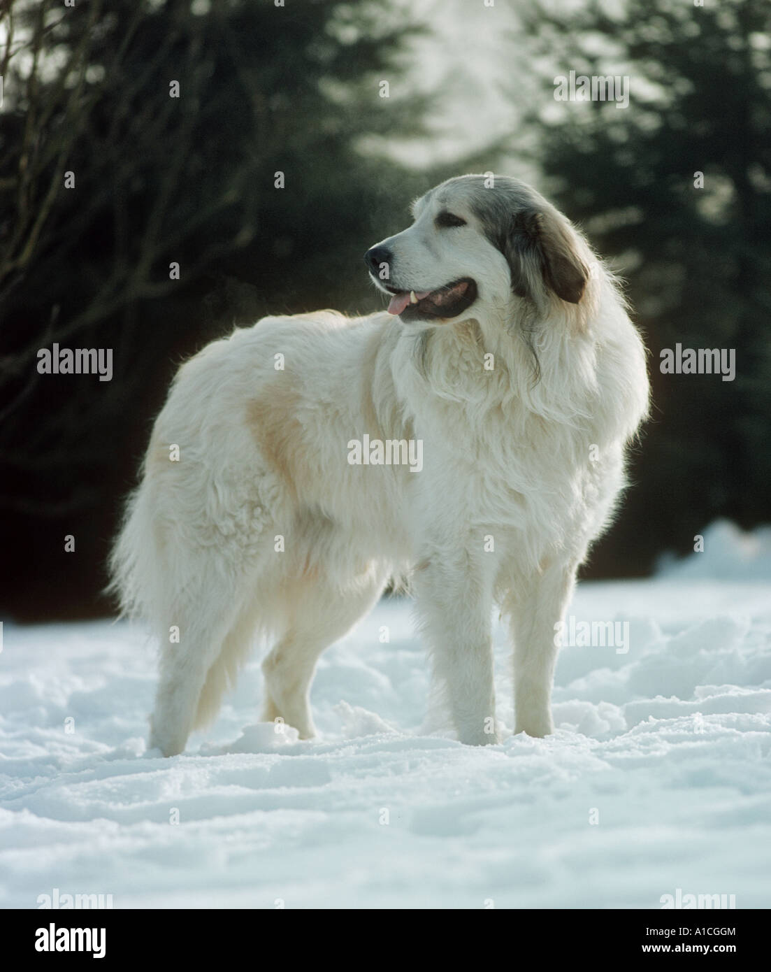 Chien des pyrenees hi-res stock photography and images - Alamy