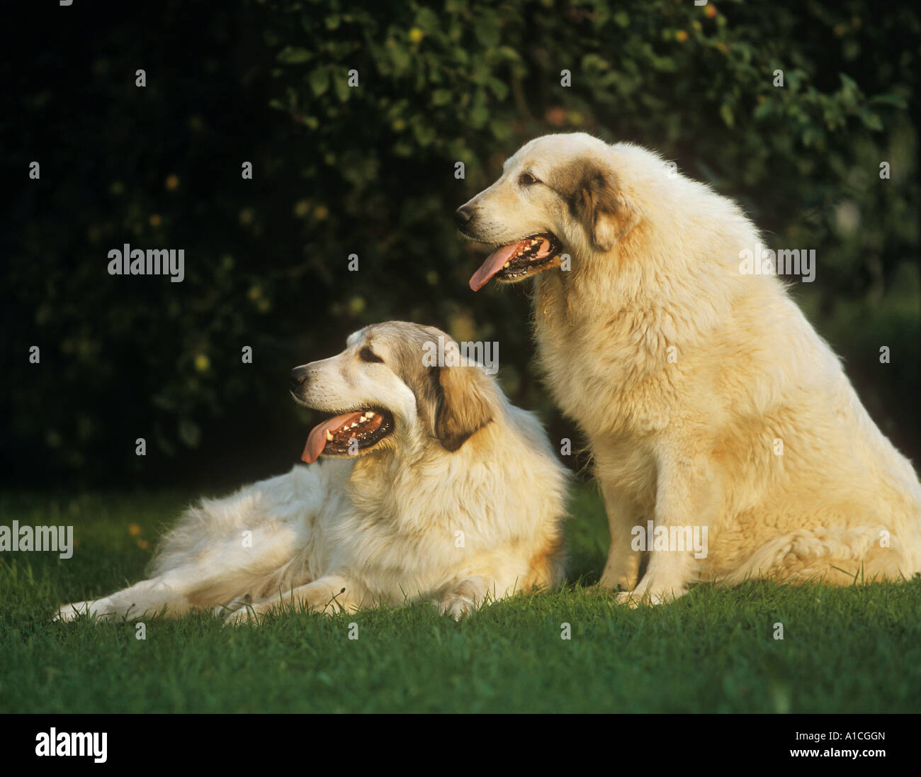 Chien des pyrenees hi-res stock photography and images - Alamy