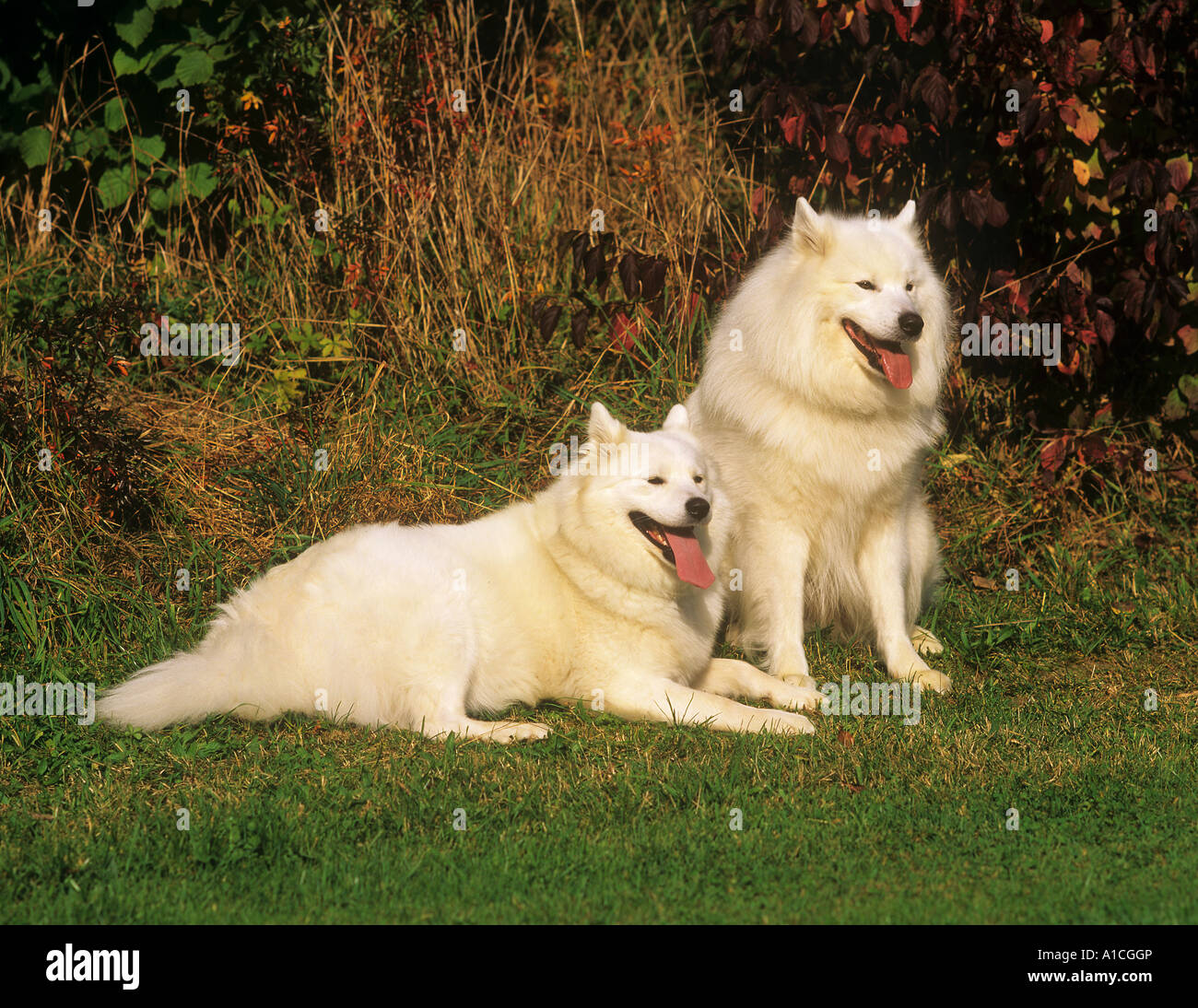two Samoyed dogs on meadow Stock Photo - Alamy