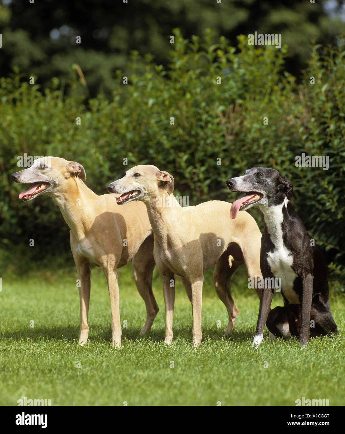 Whippet dog standing grass hi-res stock photography and images - Alamy