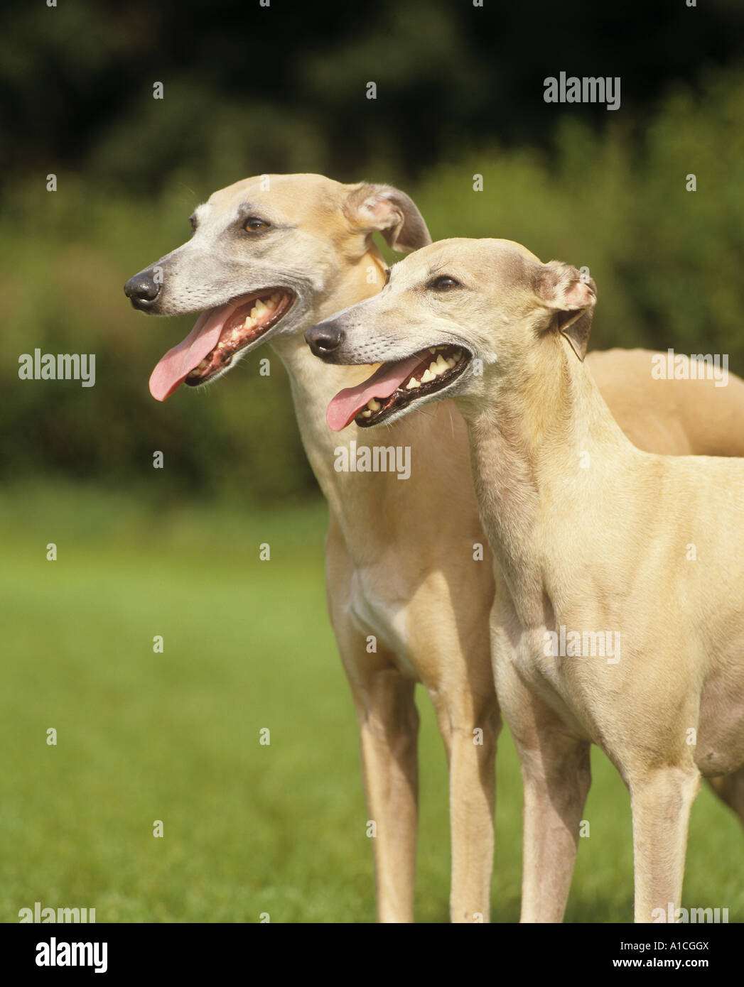 Two whippets hi-res stock photography and images - Alamy