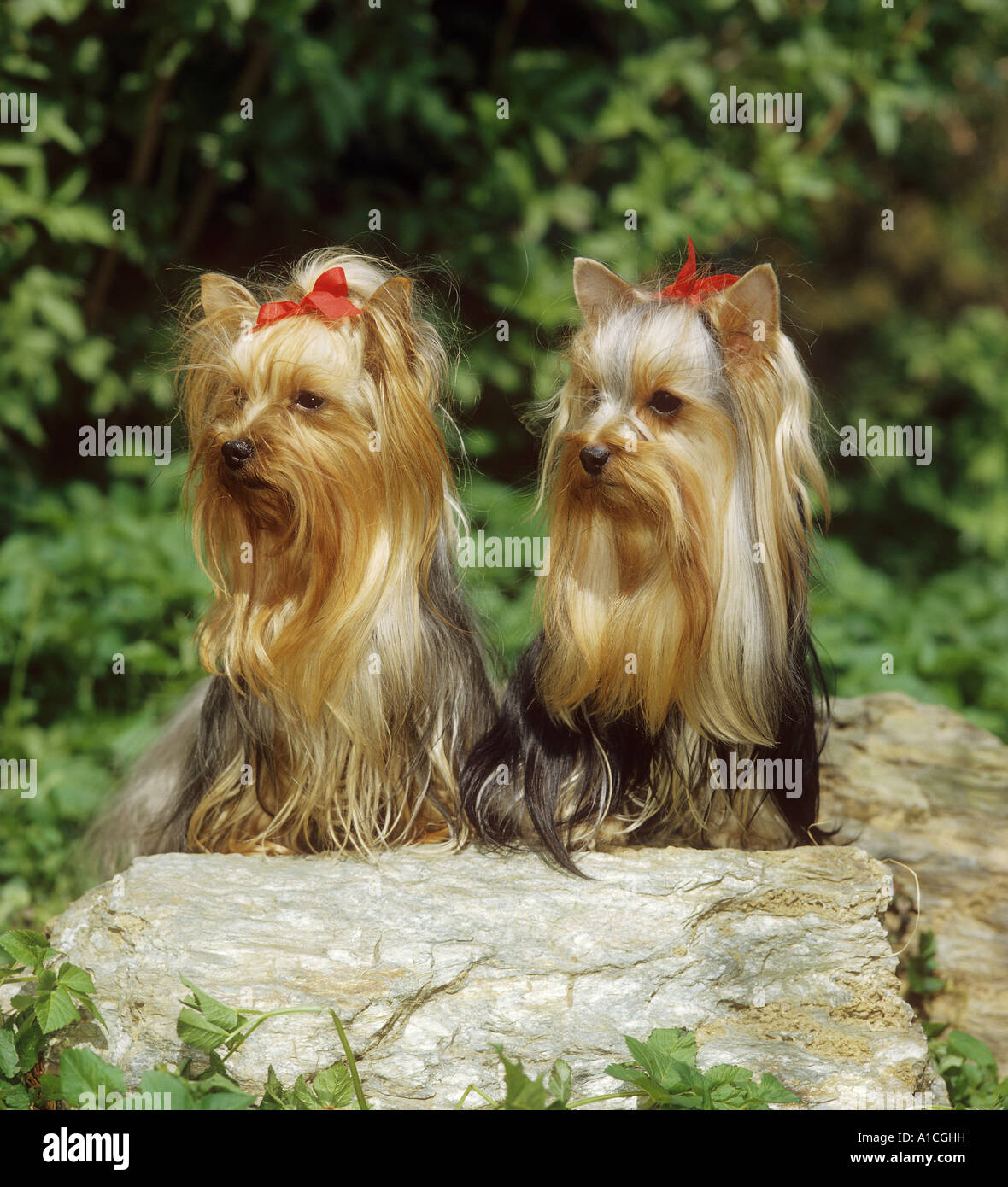 two Yorkshire Terrier - sitting Stock Photo - Alamy