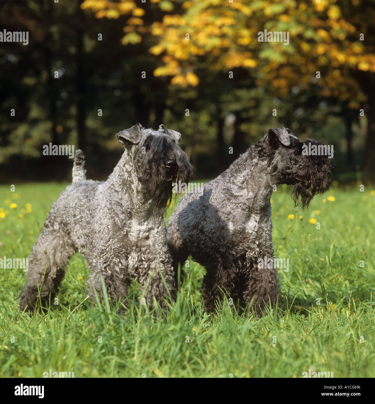 Kerry blue terrier hi-res stock photography and images - Alamy