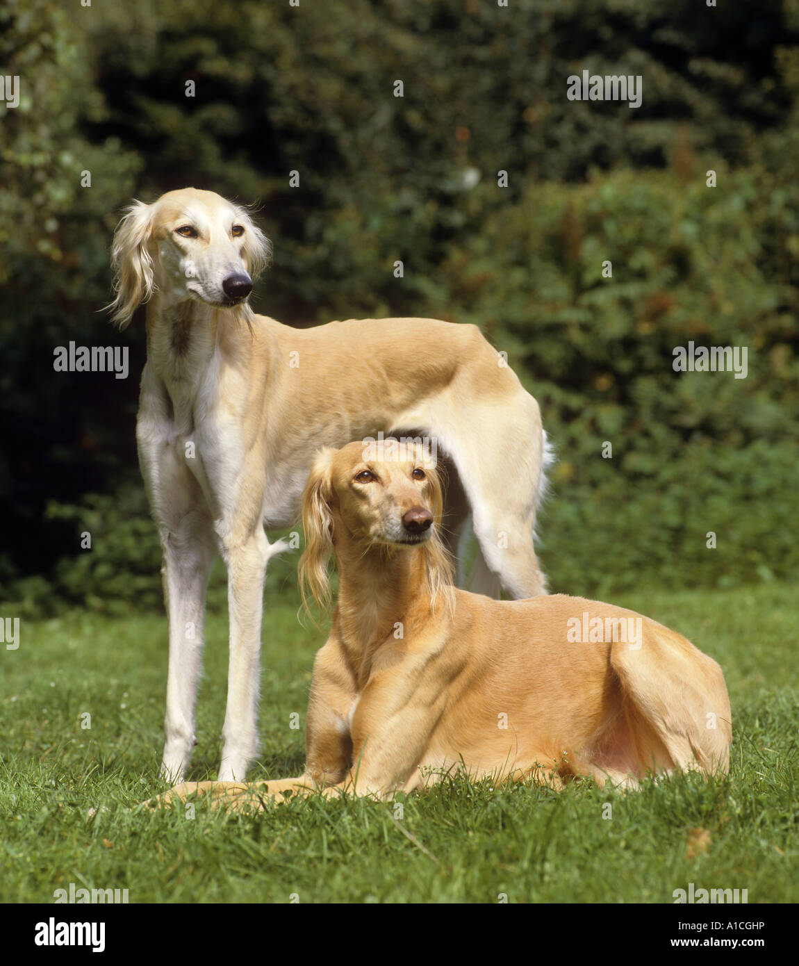 Saluki dogs hi-res stock photography and images - Alamy
