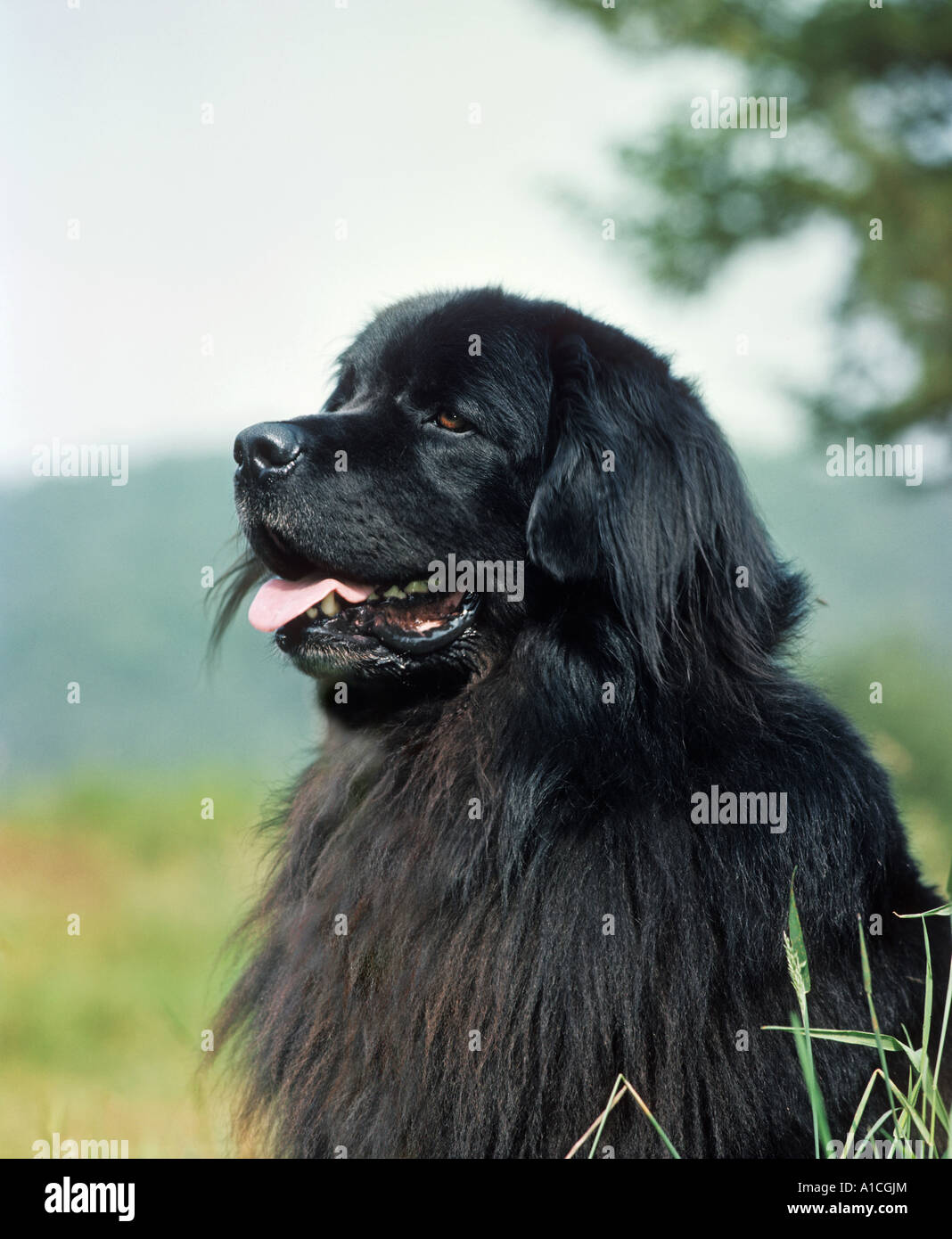 Newfoundland dog - portrait Stock Photo - Alamy