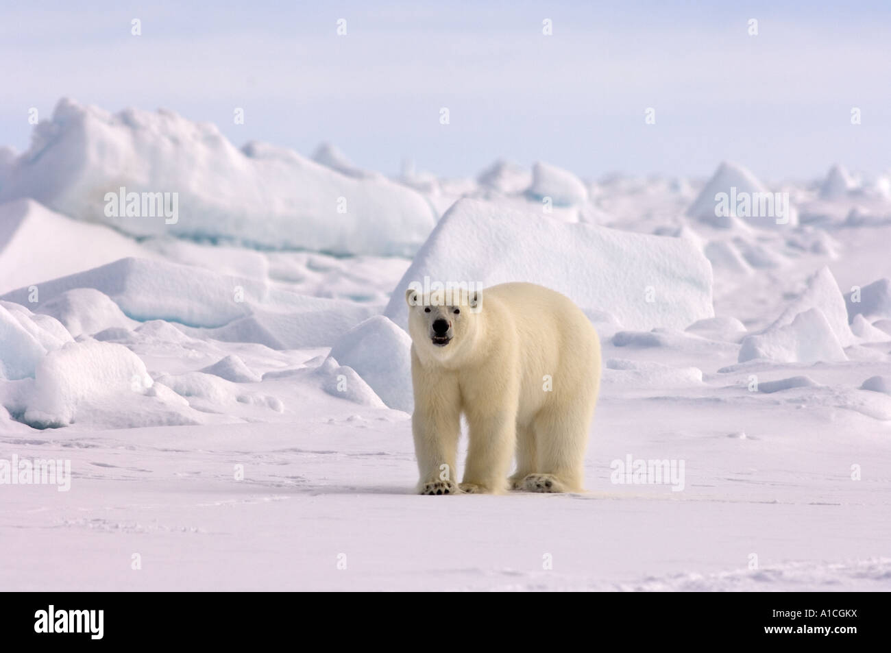 polar bear Ursus maritimus in rough ice on the frozen eastern Chukchi ...