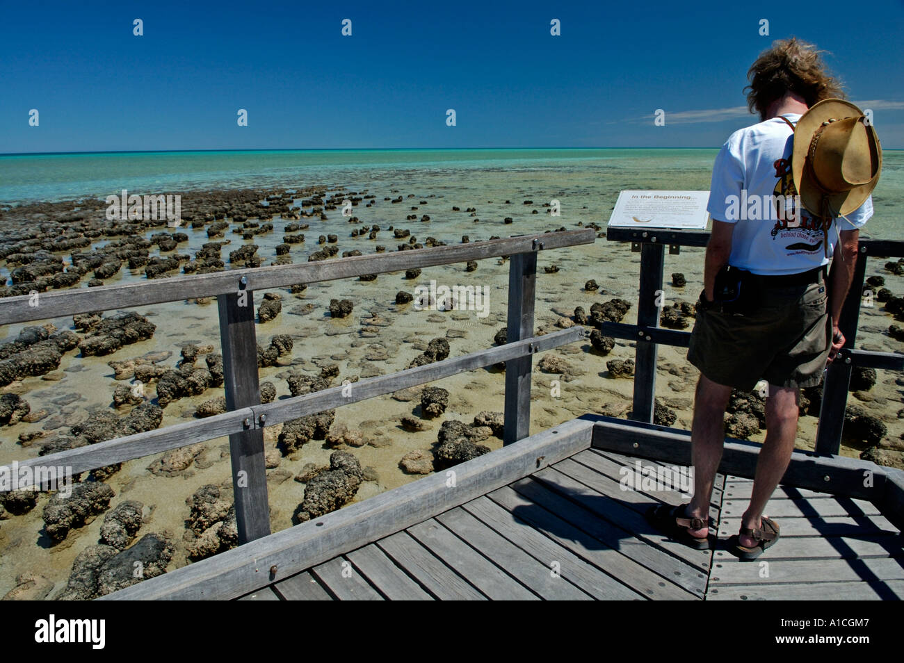Stromatolites are found at Shark Bay Heritage area and are examples of ...