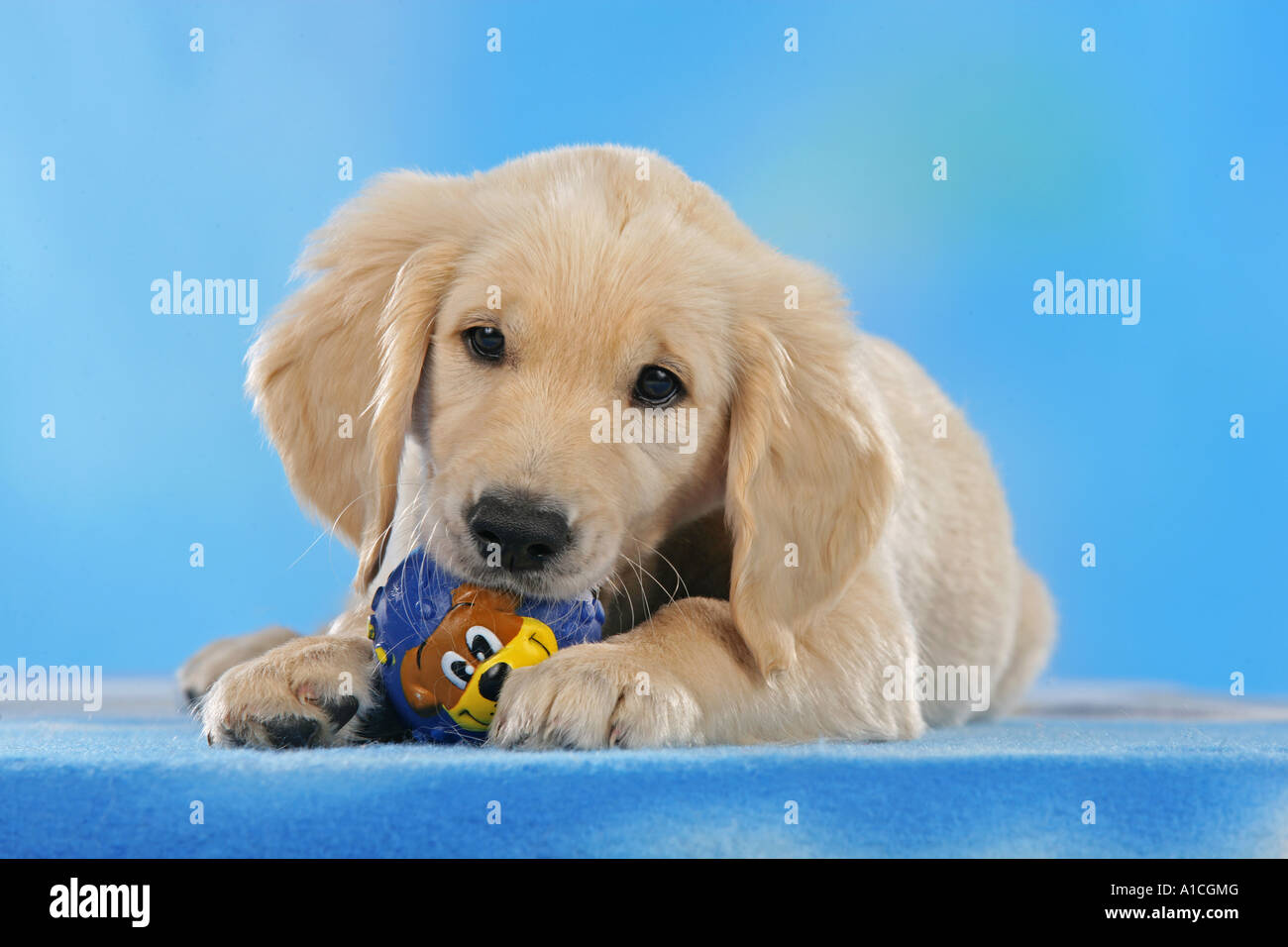 Labrador puppy - playing Stock Photo - Alamy