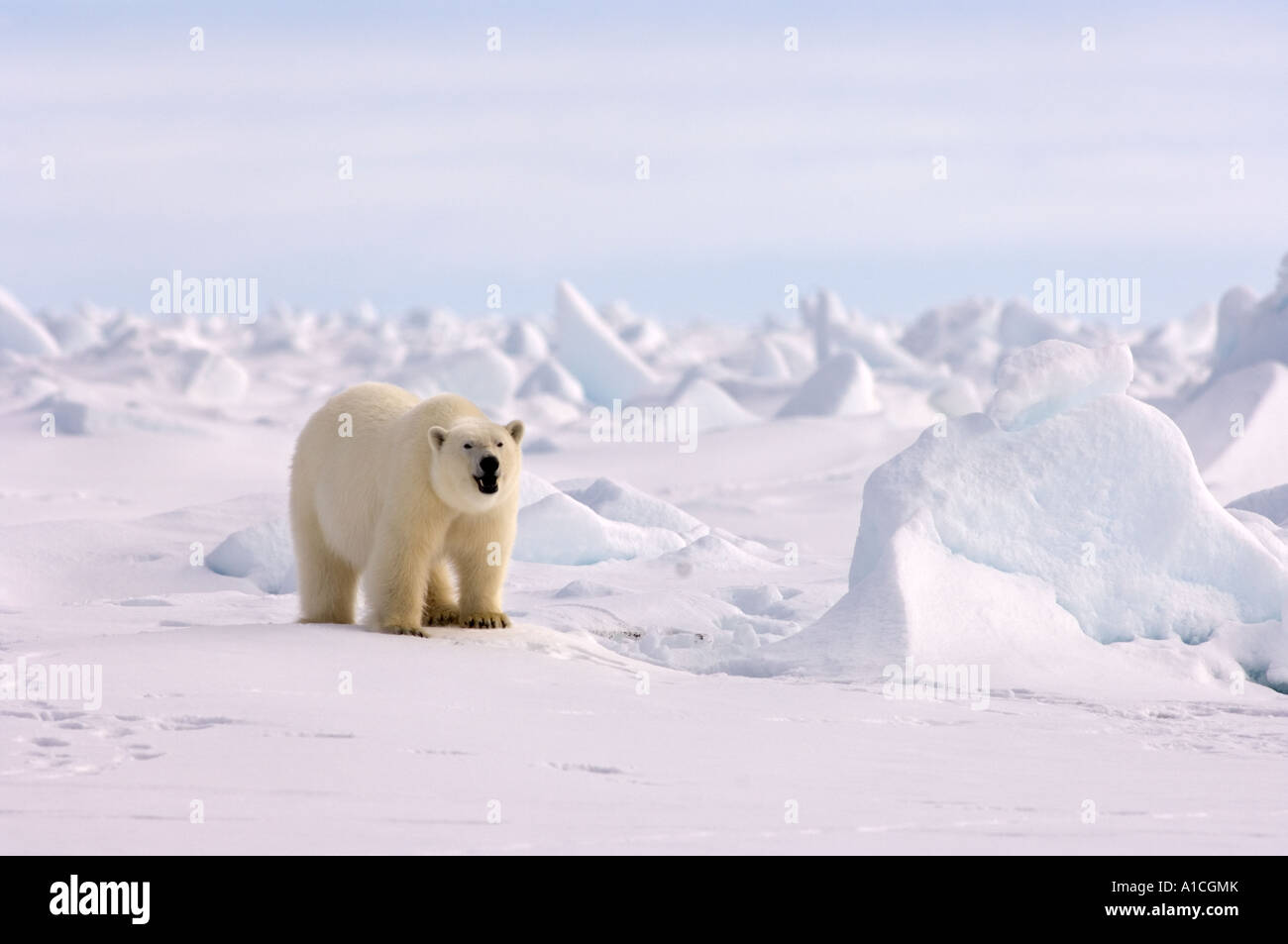 polar bear Ursus maritimus in rough ice on the frozen eastern Chukchi ...