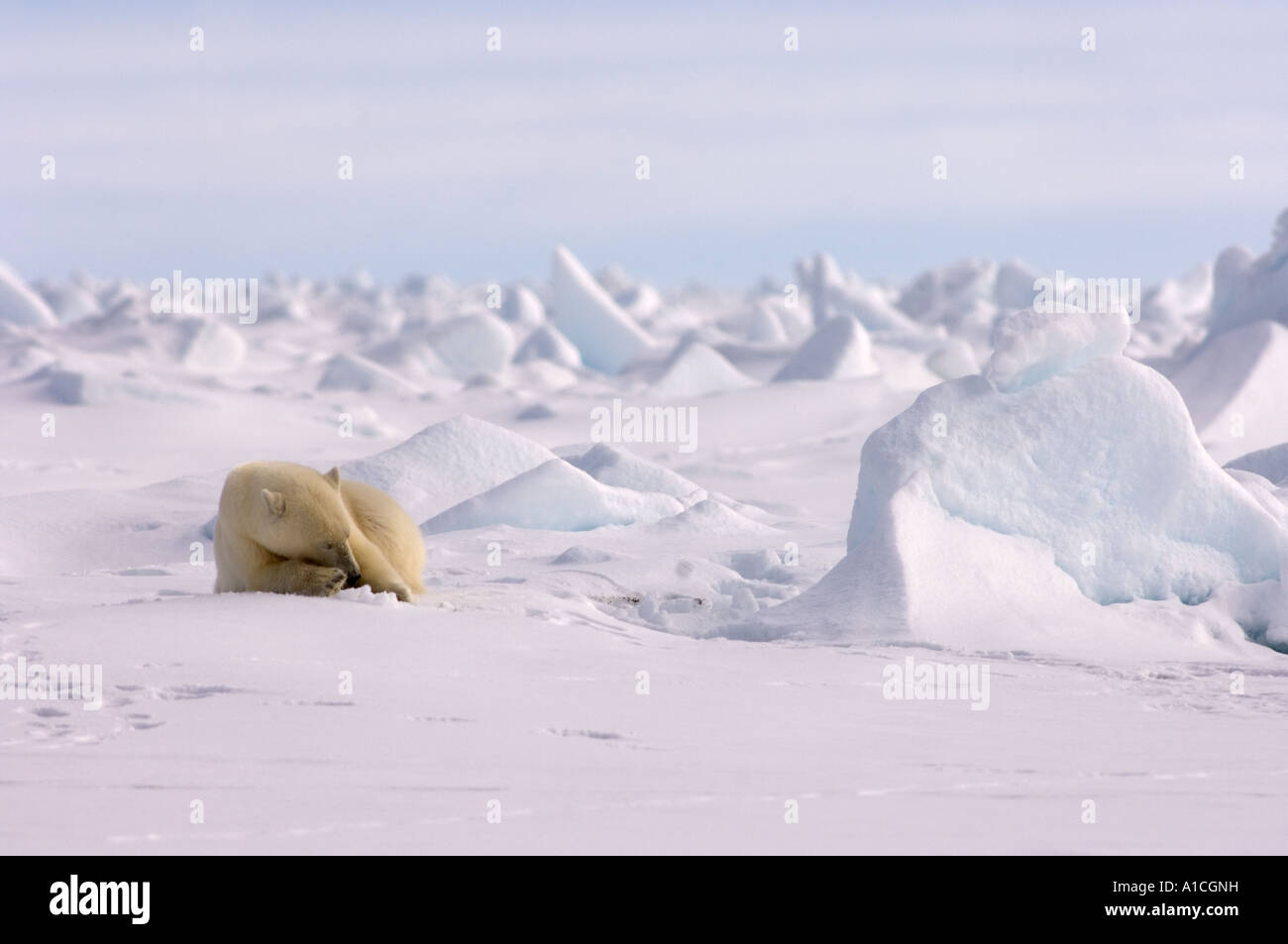 polar bear Ursus maritimus sleeping in rough ice on the frozen eastern ...