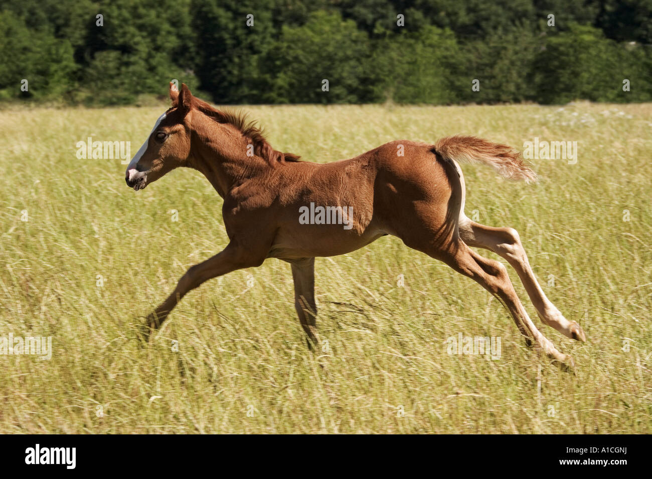 pony foal - galopping on meadow Stock Photo - Alamy