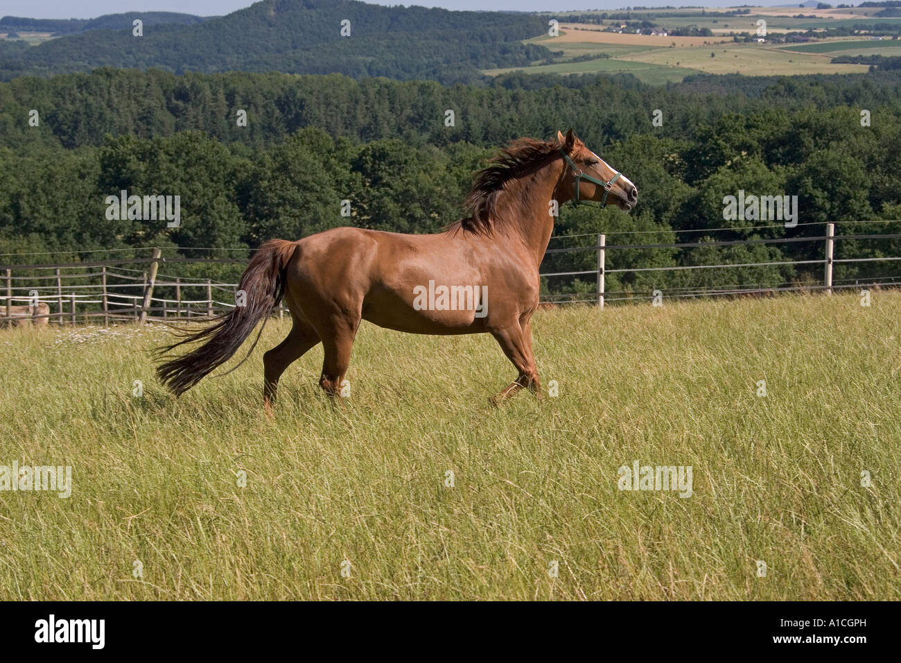 Oldenburg mare - trotting on meadow Stock Photo - Alamy